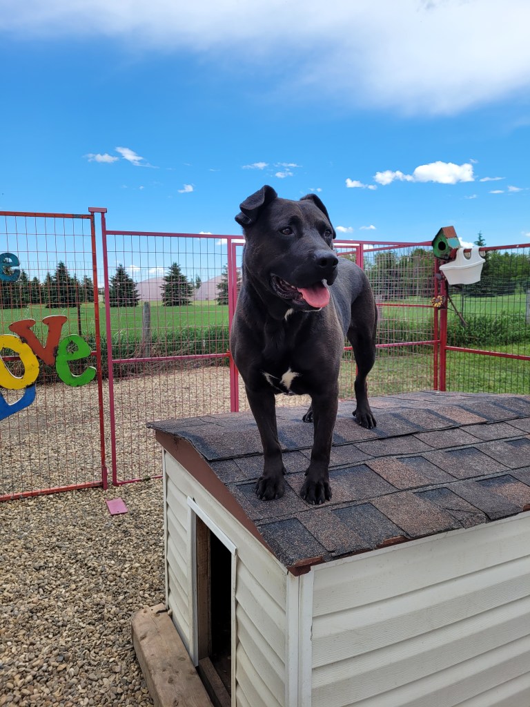 Adopt A Dog – 🐾 Four Feet and a Heartbeat